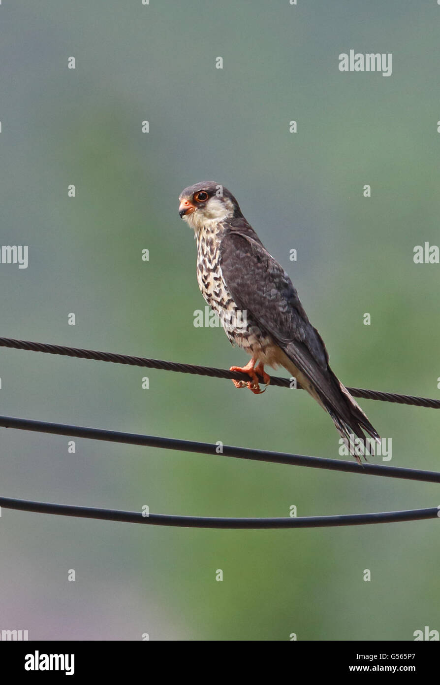 Falcon amurensis hi-res stock photography and images - Alamy