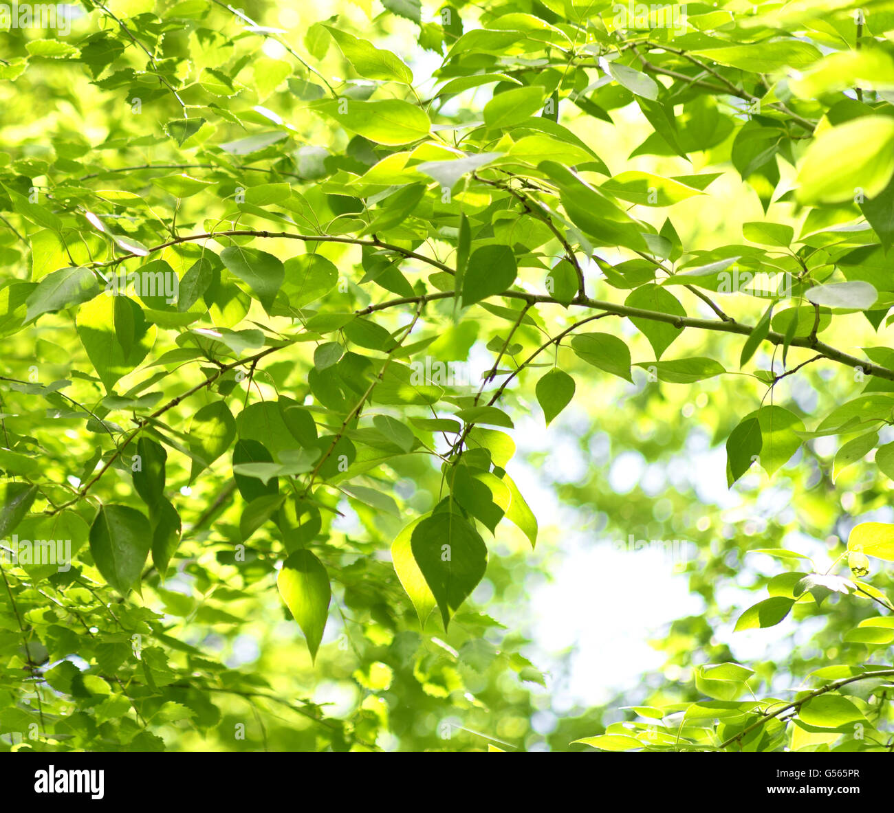 Closeup shot young trees hi-res stock photography and images - Alamy