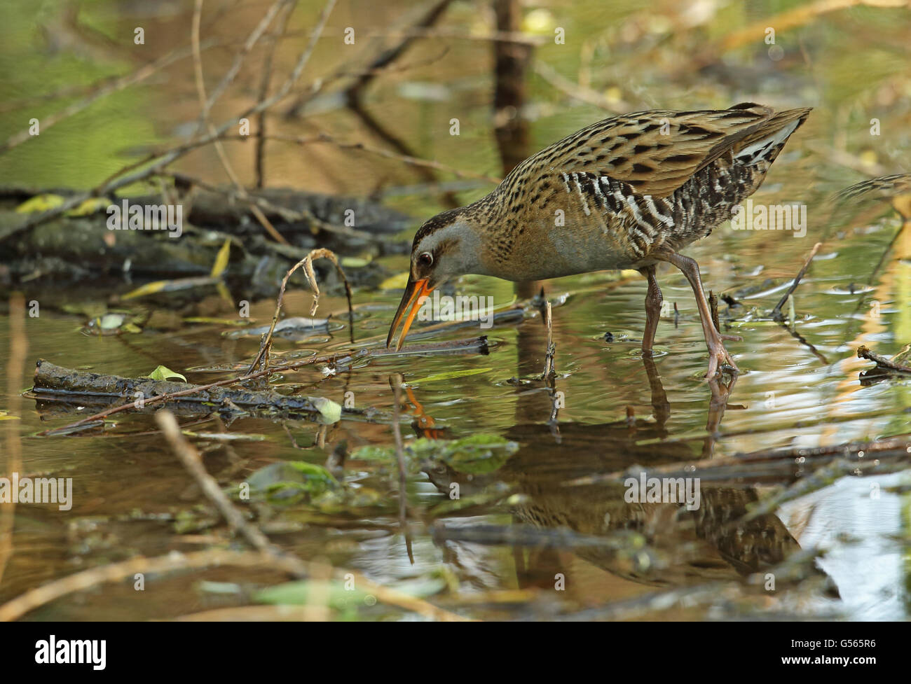Brown-cheeked Rail (Rallus indicus) adult, foraging in shallow water ...