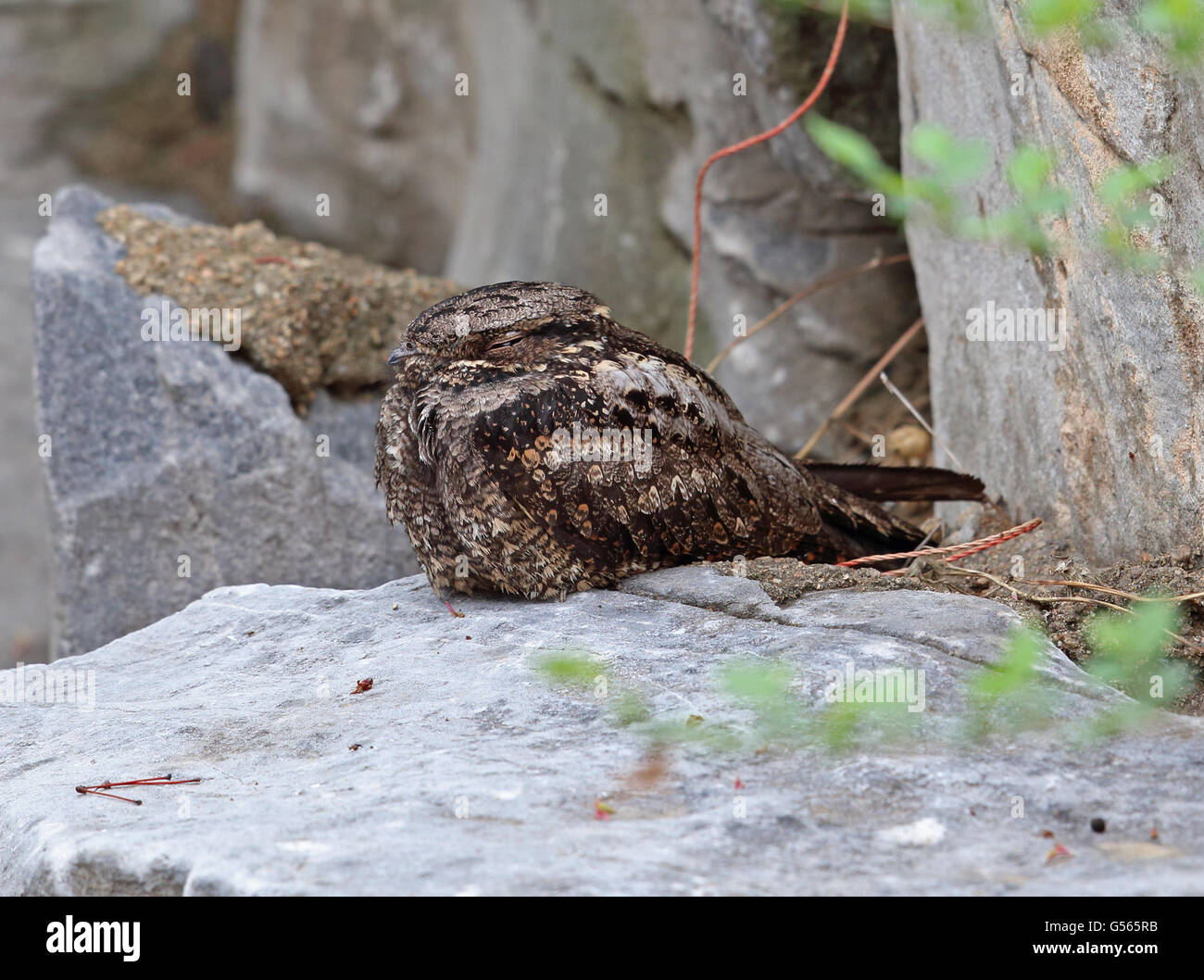 Jungle nightjar caprimulgus indicus hi-res stock photography and images ...