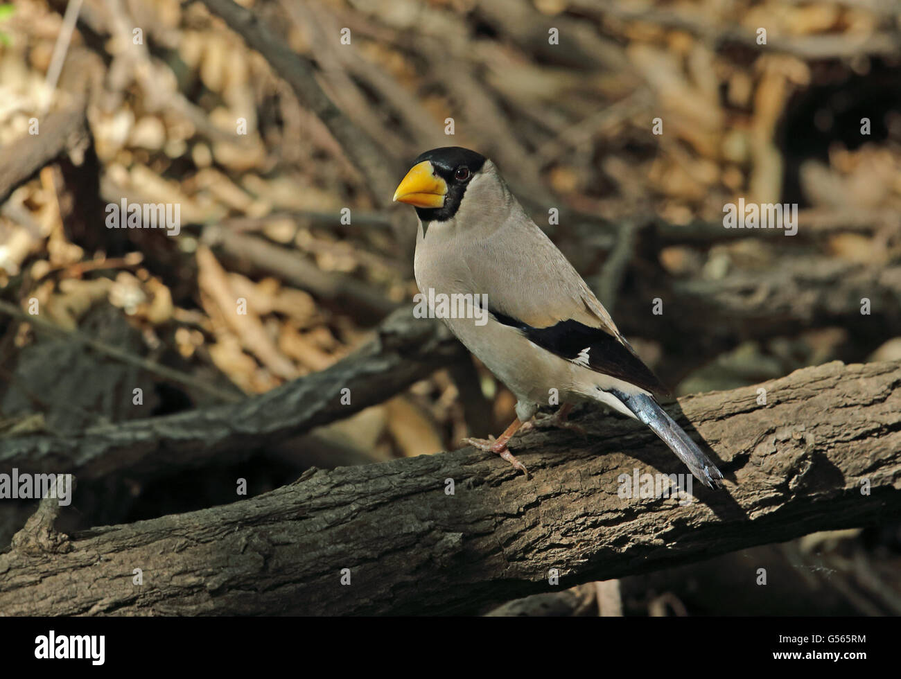 Japanese Grosbeak Eophona Personata High Resolution Stock Photography ...