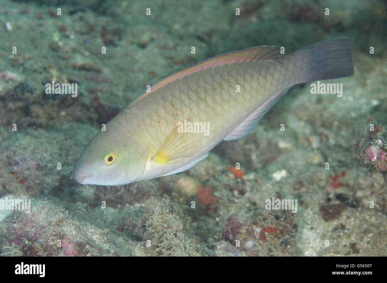 Yellowfin parrotfish hi-res stock photography and images - Alamy