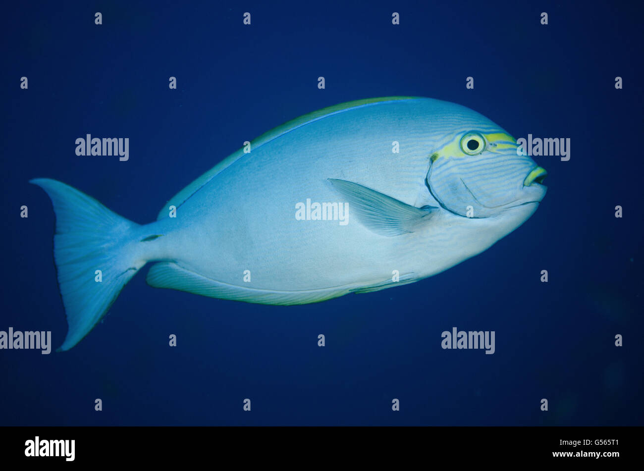 Yellowmask surgeonfish hi-res stock photography and images - Alamy