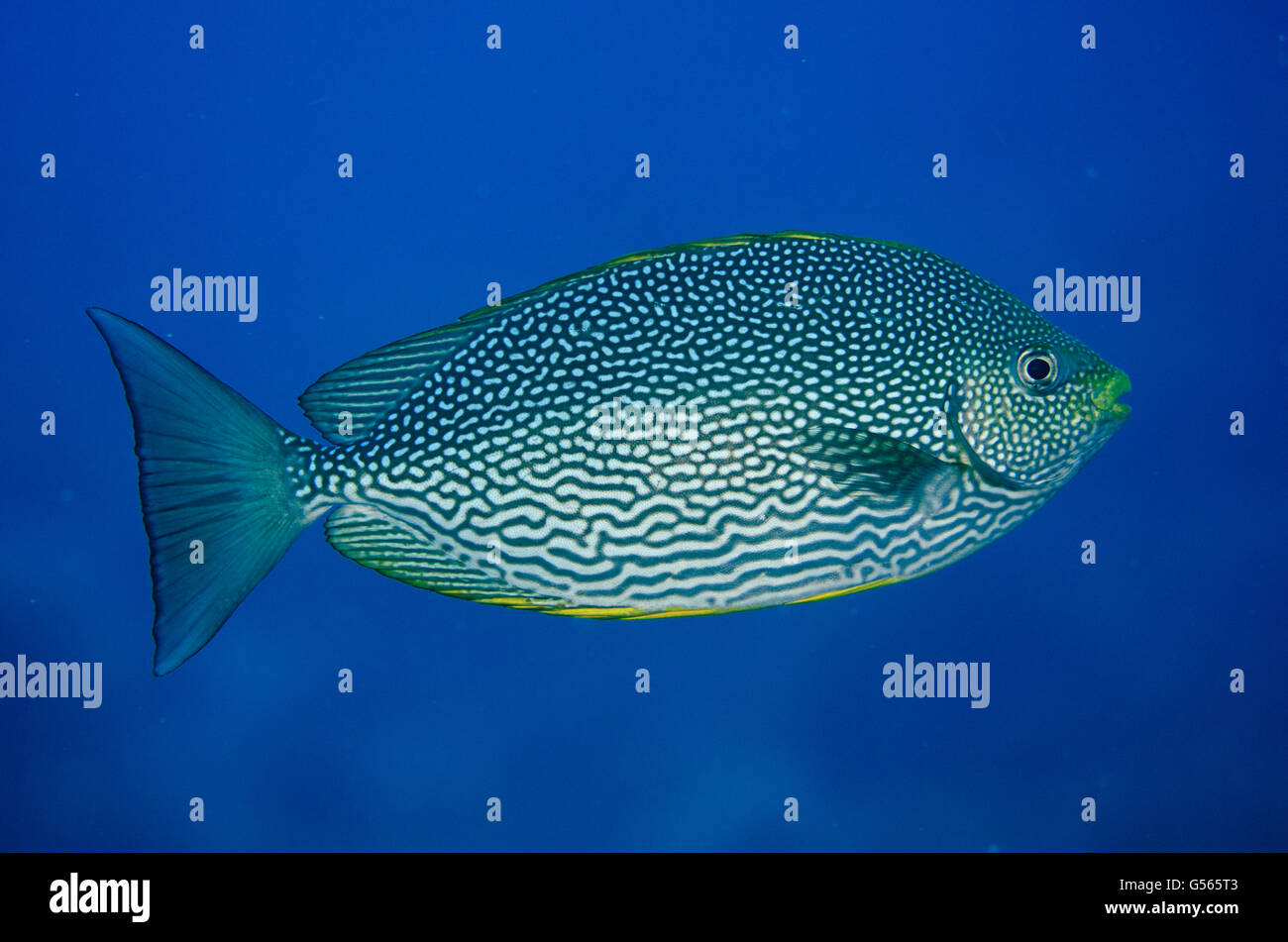 Java Rabbitfish (Siganus javus), Shadow Reef dive site, Yilliet Island ...