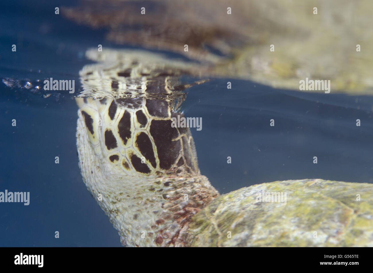 Loggerhead Turtle (Caretta caretta) taking a breath of air at surface ...