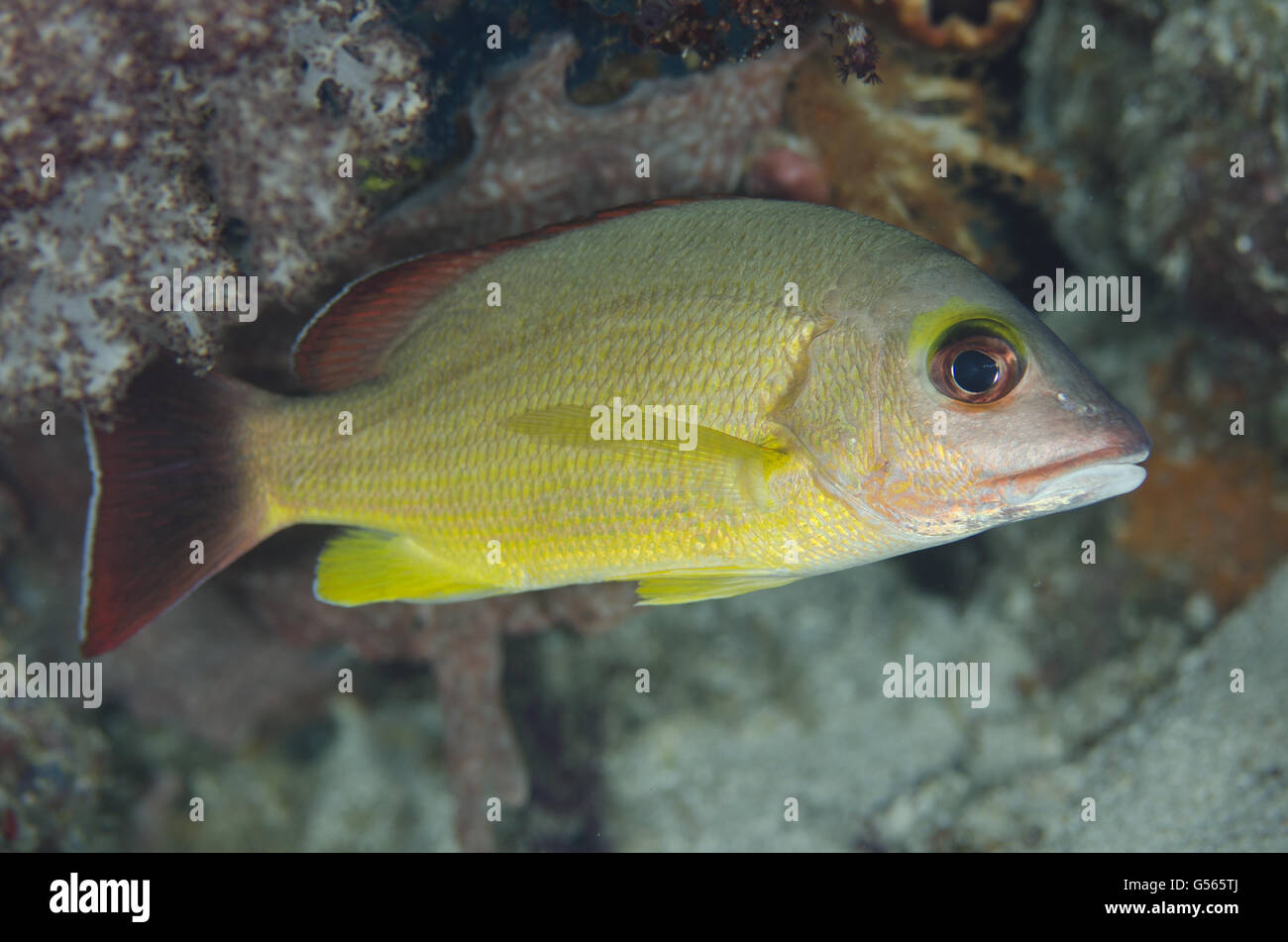Blacktail Snapper (Lutjanus fulvus), Neptune's Fan dive site, Wayil ...
