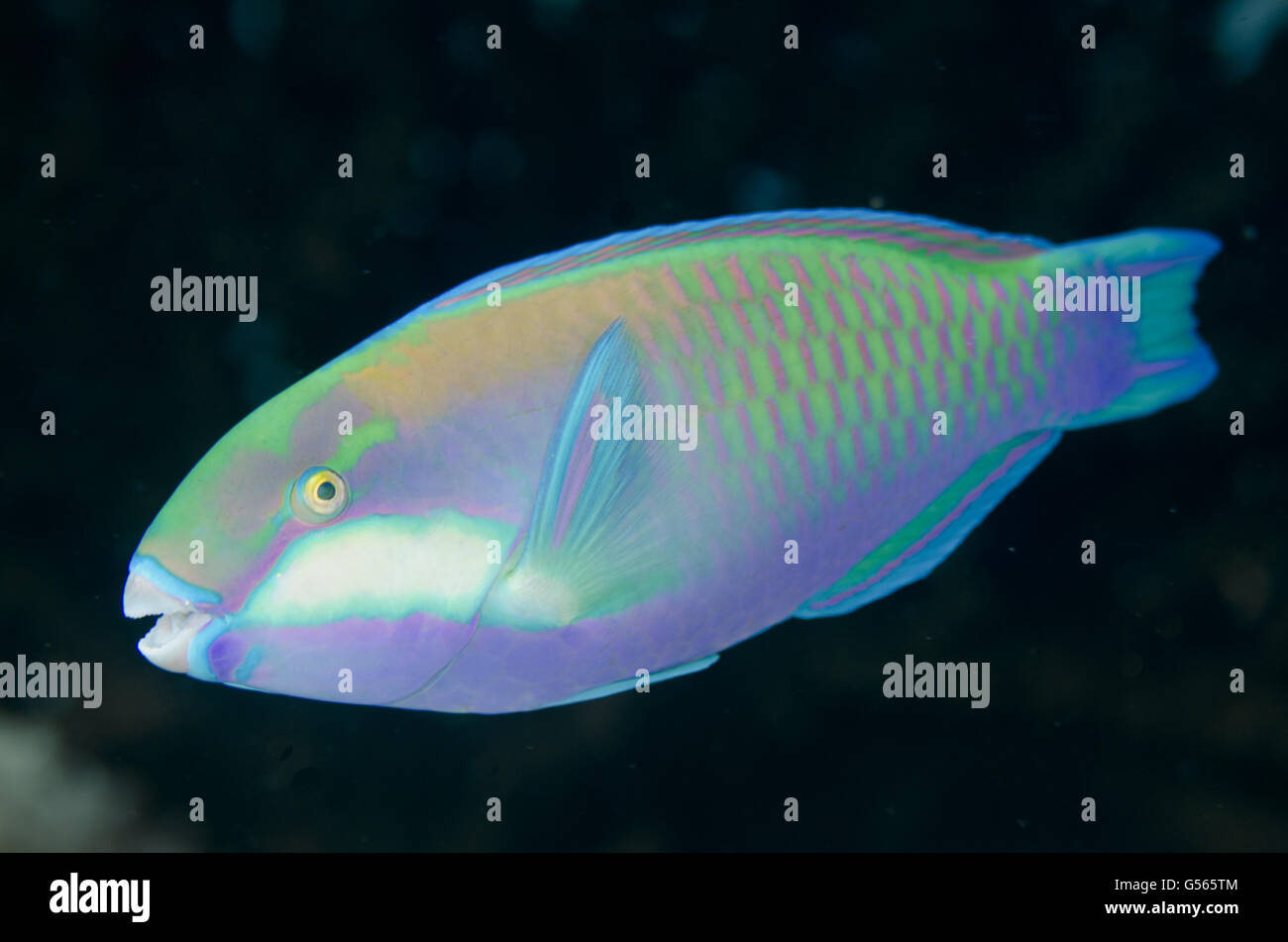 Bleekers parrotfish hi-res stock photography and images - Alamy