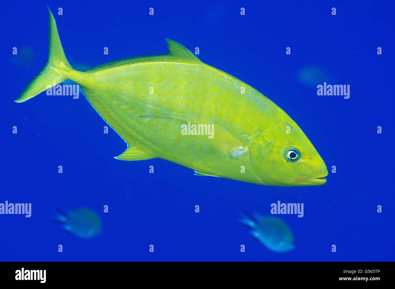 Yellow Orange-spotted Trevally (Carangoides bajad), Barracuda Rock dive ...