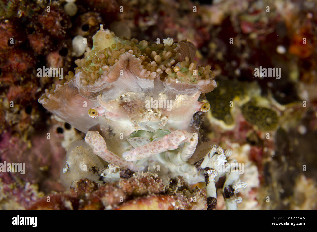 Corallimorph Decorator Crab (Cyclocoeloma tuberculata) wearing ...