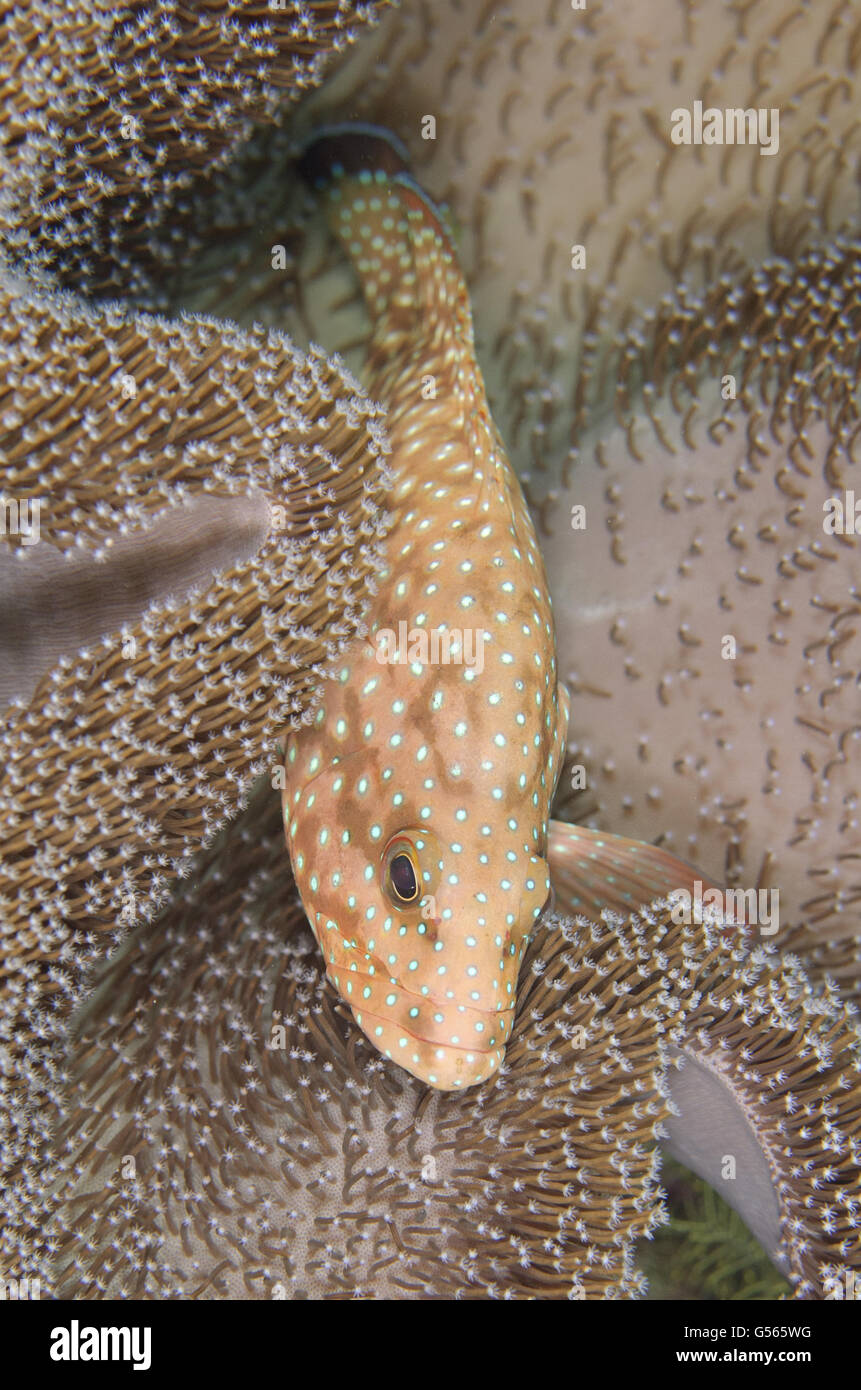 Blue dot grouper hi-res stock photography and images - Alamy