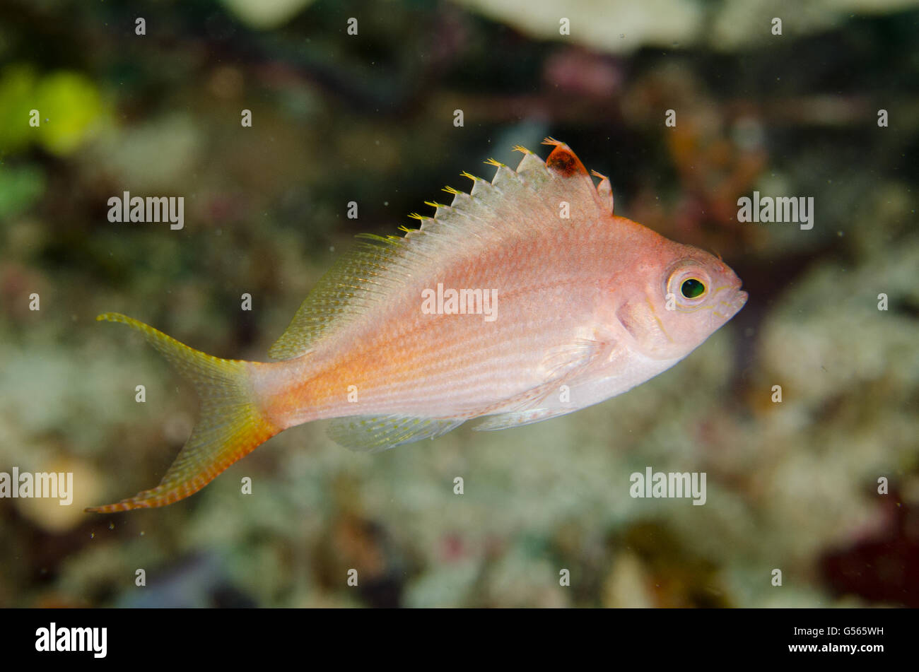 Lyretail Hawkfish (Cyprinocirrhites polyactis), White Arrow dive site ...