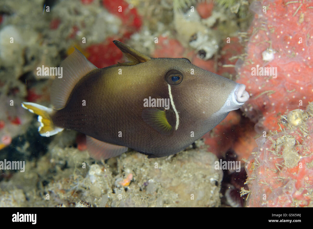 Flagtail Triggerfish (Sufflamen chrysopterum), White Arrow dive site ...