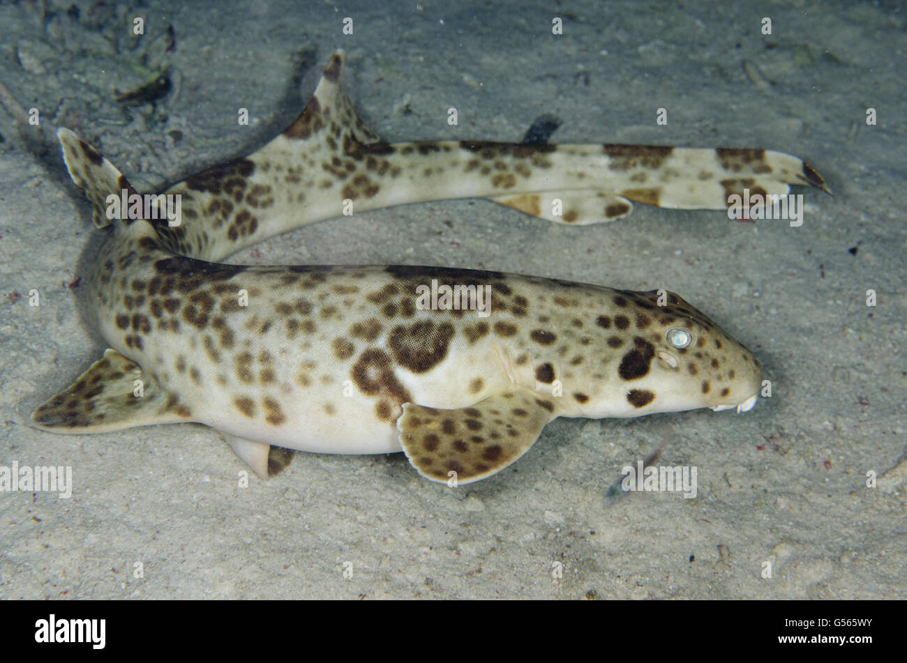 Indonesian Speckled Carpetshark (Hemiscyllium freycineti), Night dive ...