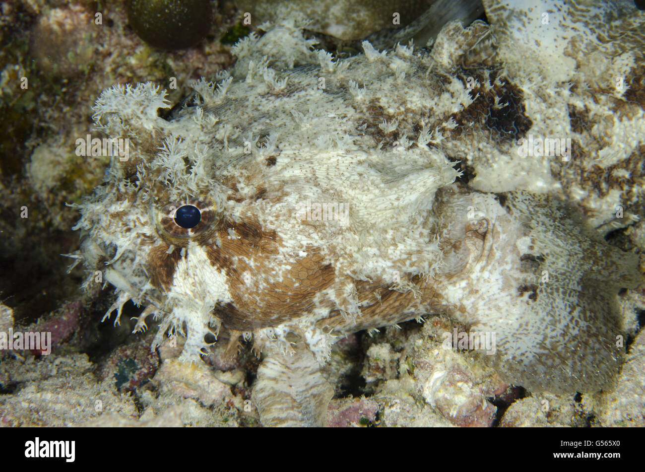 Banded Toadfish (Halophyme diemensis), Night dive, Arborek Jetty dive ...