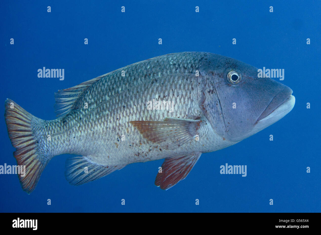 Red Snapper (Lutjanus bohar), Mansuar Point East dive site, Yanbuba ...