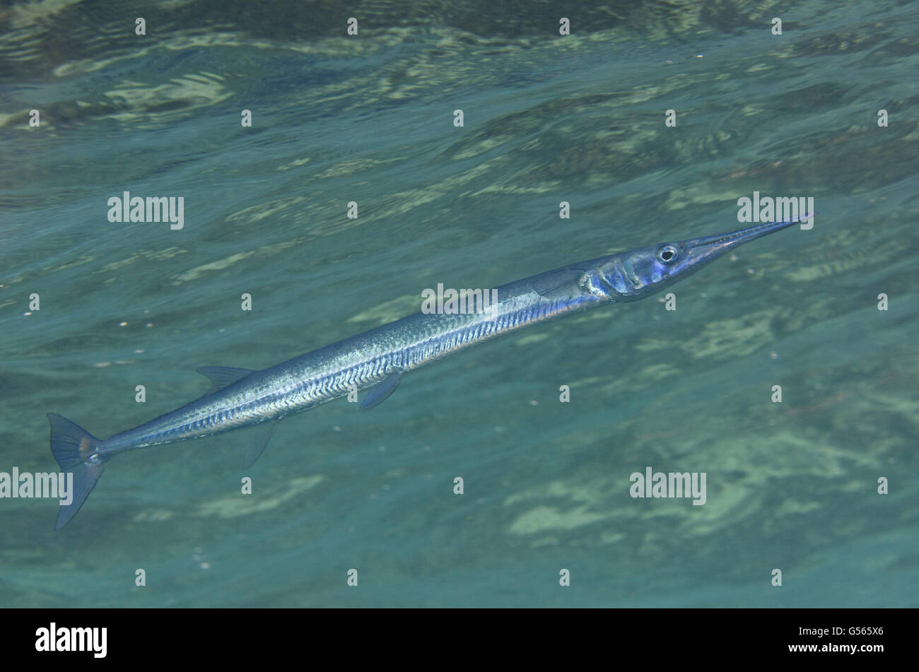 Reef needlefish hi-res stock photography and images - Alamy