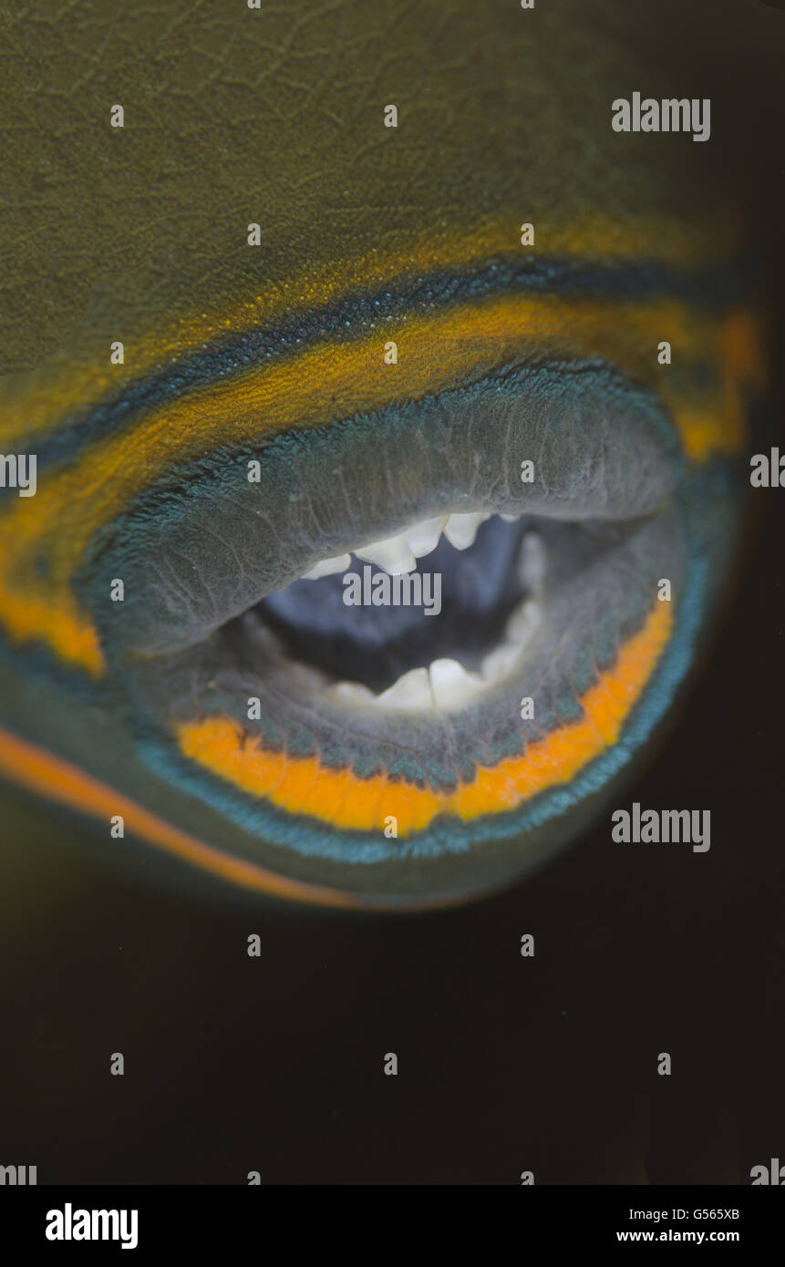 Orange-lined Triggerfish (Balistapus undulatus), teeth of fish in hole ...