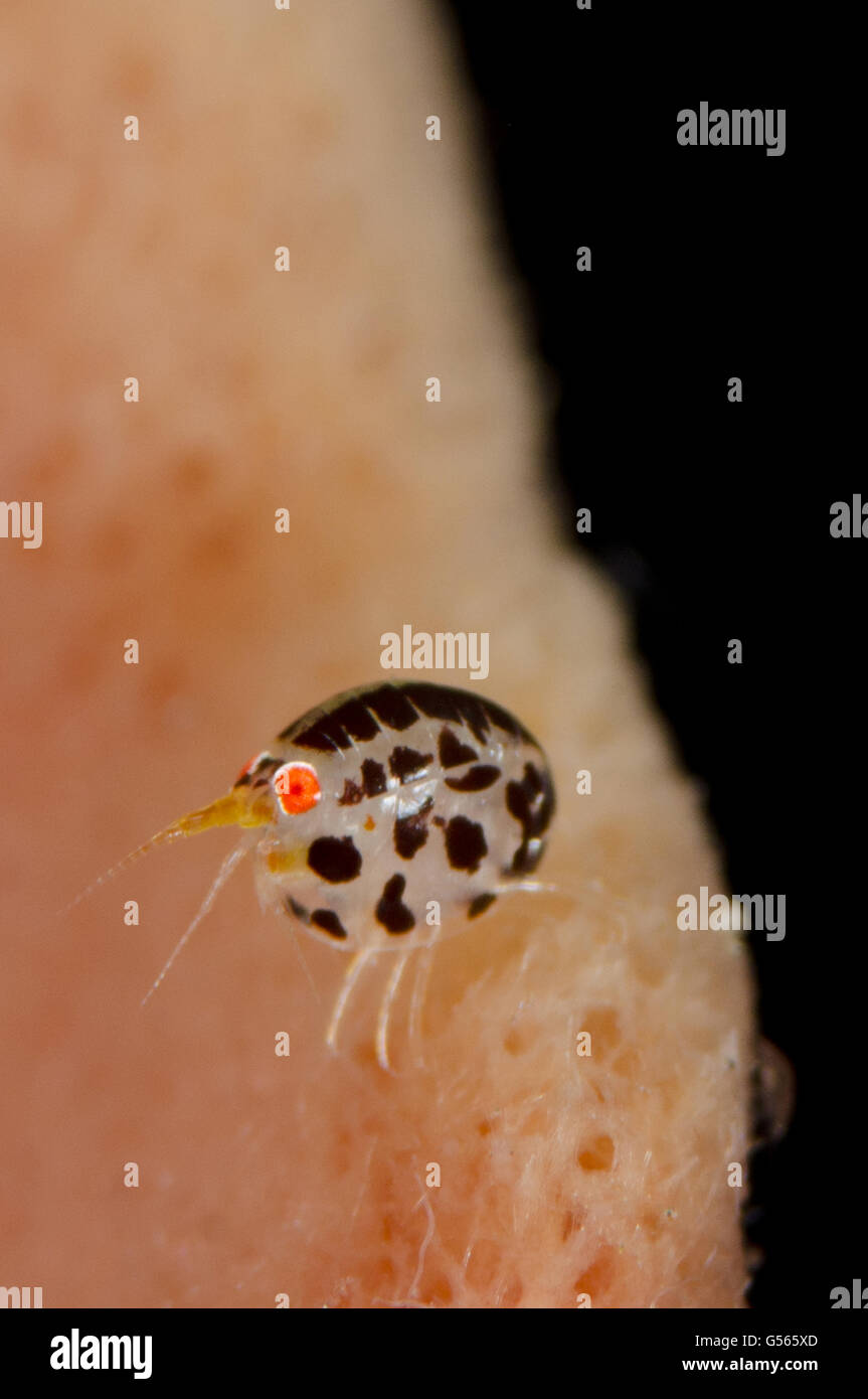 Ladybug amphipod undescribed hi-res stock photography and images - Alamy