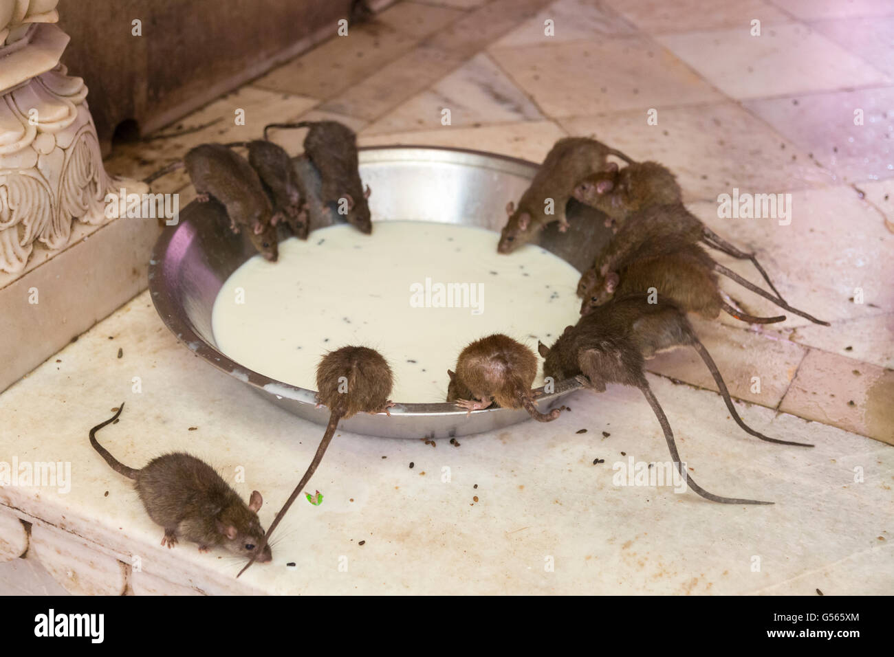 Tample of Rats, Karni Mata Temple, Hindu Temple, Deshnoke, Rajasthan ...