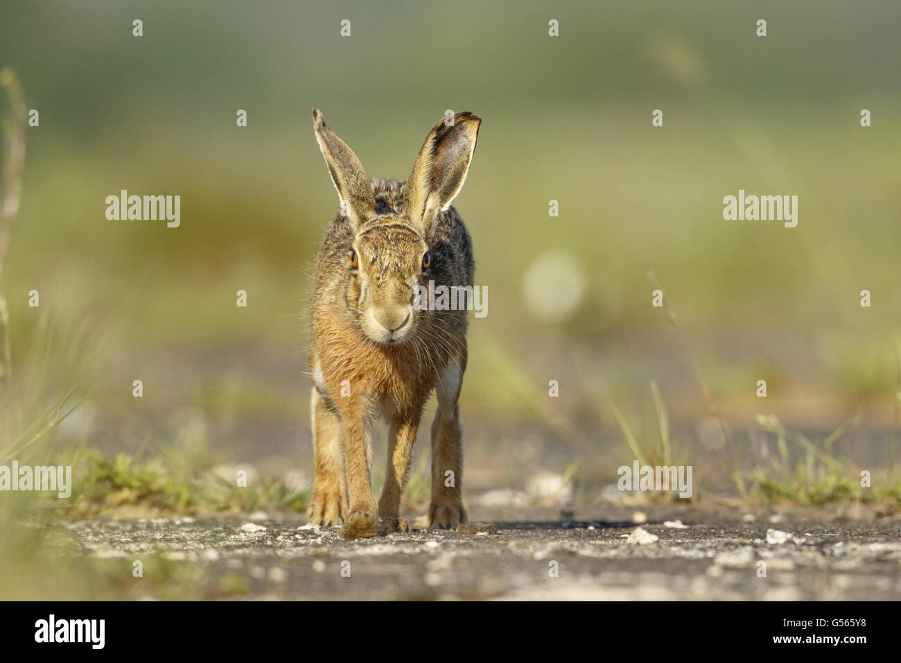 European Hare (Lepus europaeus) adult running along farmland track ...