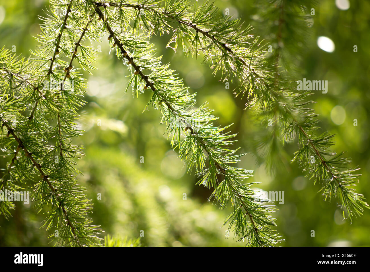 Closeup shot spruce branch hi-res stock photography and images - Alamy