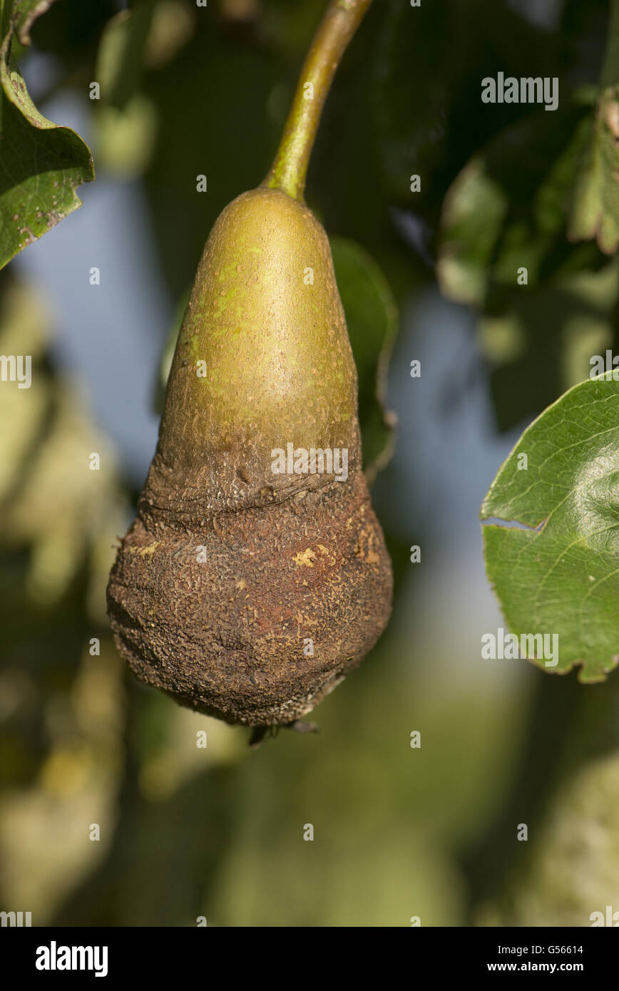 Fruit mites hi-res stock photography and images - Alamy