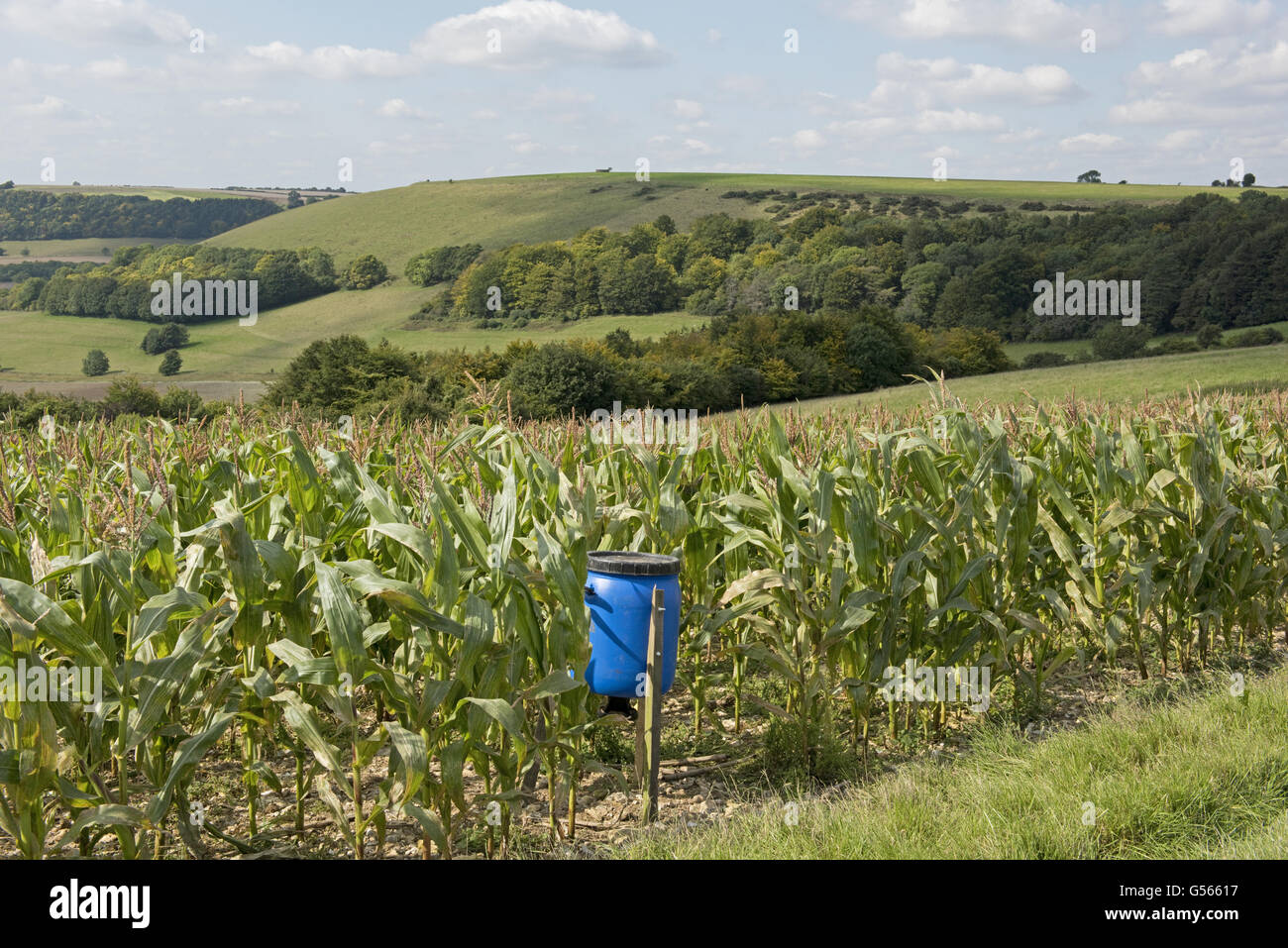 Game cover crop of maize or corn with cobs and tassels with blue cereal ...
