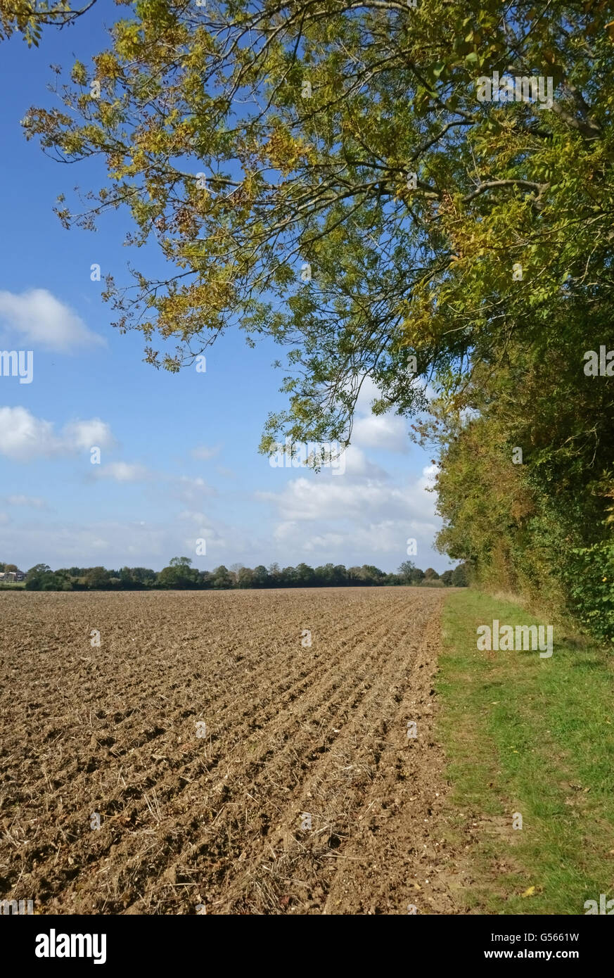 Newly drilled minimally cultivated seedbed for cereal crop with trees ...