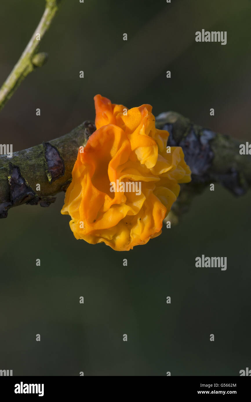 Golden Ear Fungus, Tremella aurantia, fruiting body breaking through ...