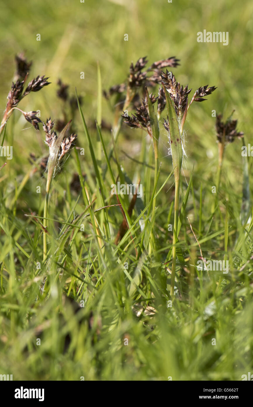 Field Woodrush, Luzula campestris, flowering in garden lawn in spring ...