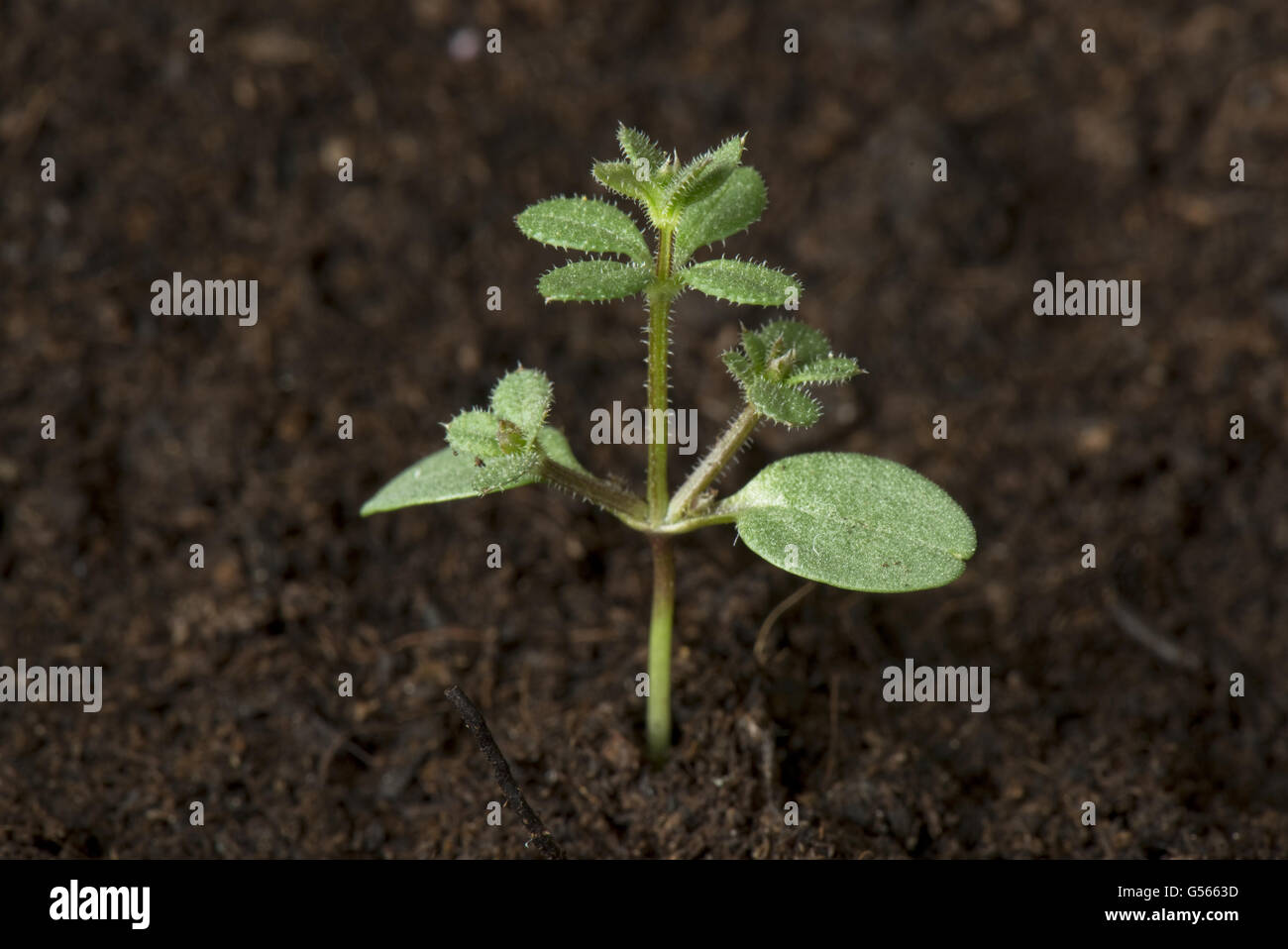 Common Cleavers, Galium aparine, seedling weed with cotyledons and ...