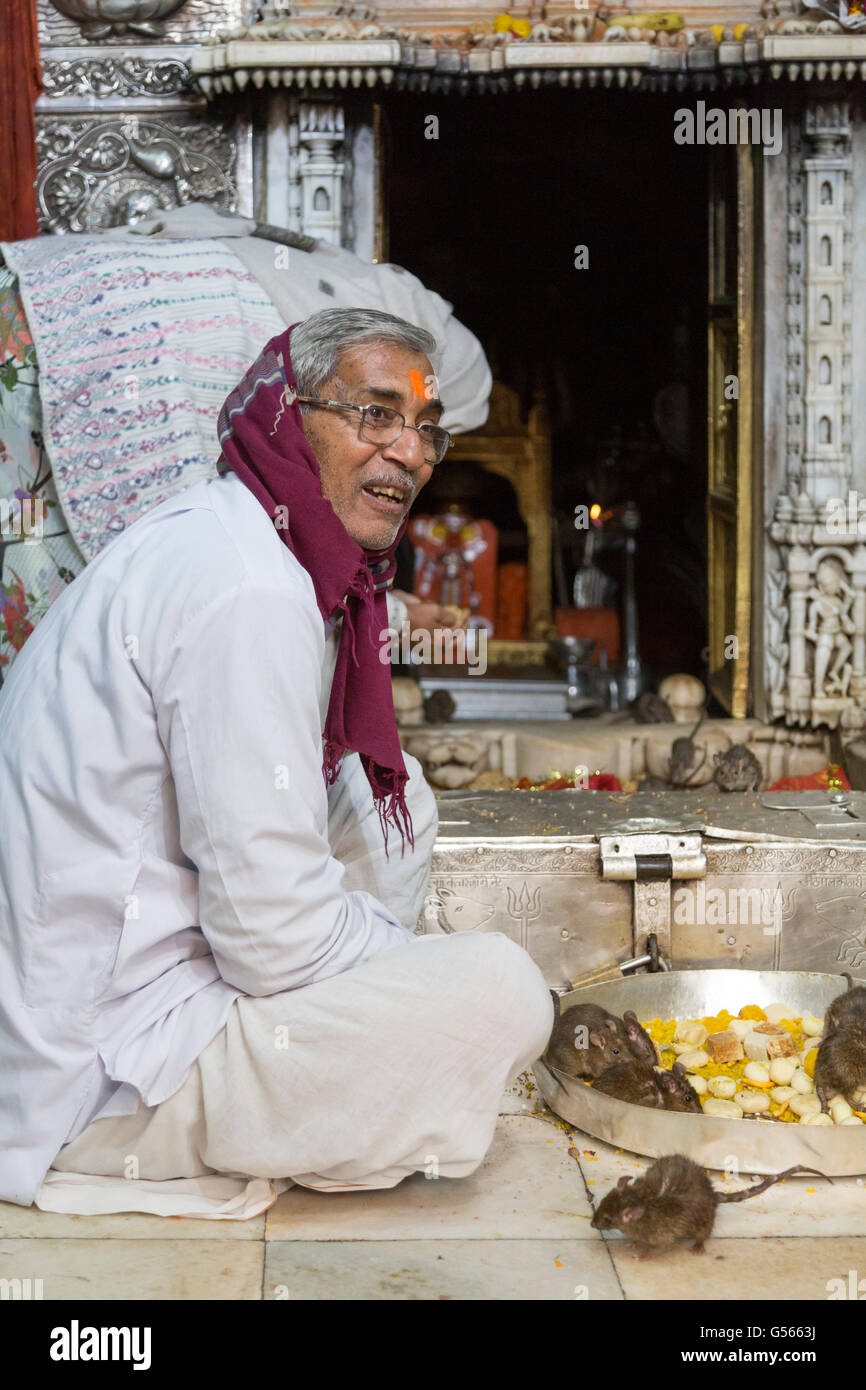 Tample of Rats, Karni Mata Temple, Hindu Temple, Deshnoke, Rajasthan ...