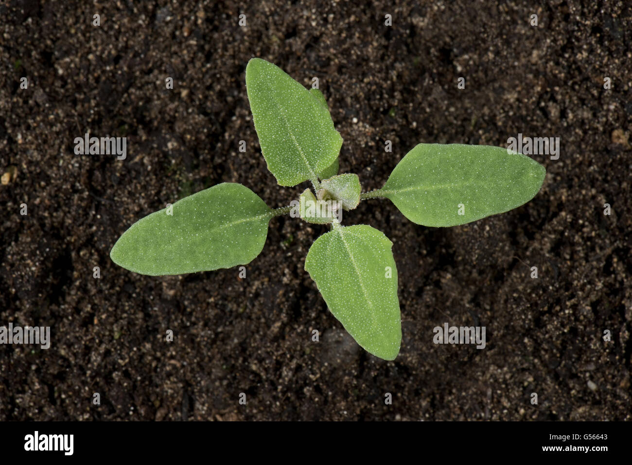 Fat-hen, Chenopodium album, annual arable weed seedling with cotyledons ...