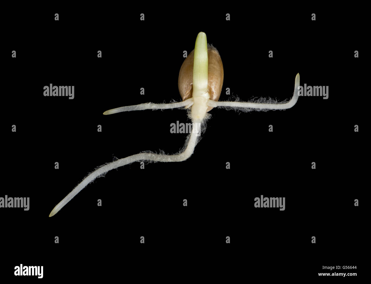 Germinating wheat seed root radicle hi-res stock photography and images ...
