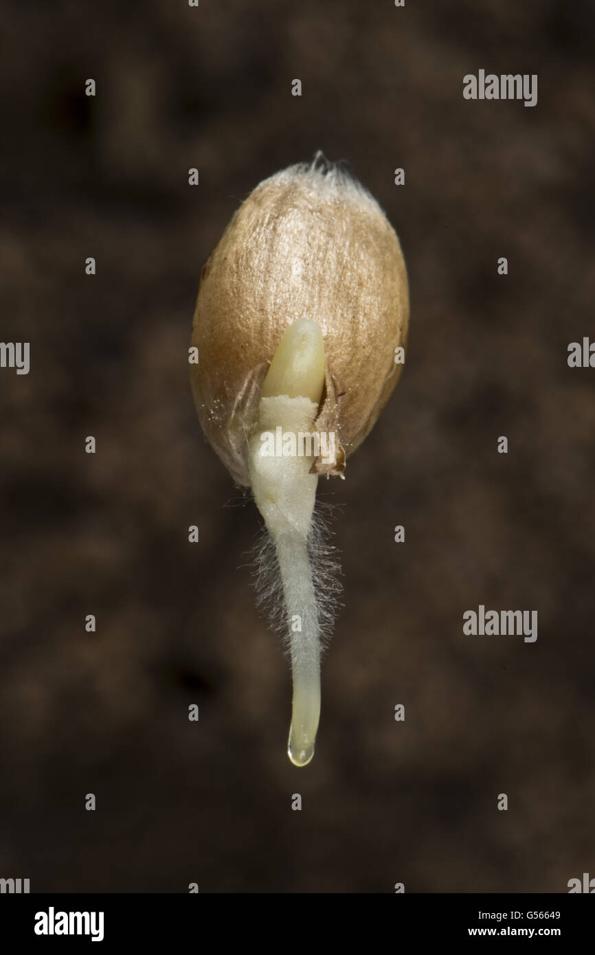 Germinating wheat seed root radicle hi-res stock photography and images ...