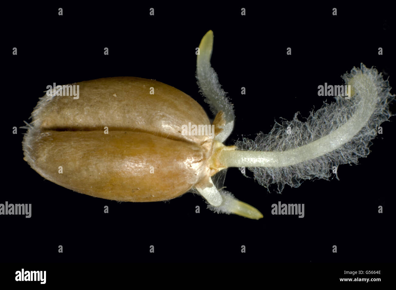 Germinating seed of winter wheat, Triticum aestivum, with radicle, root ...