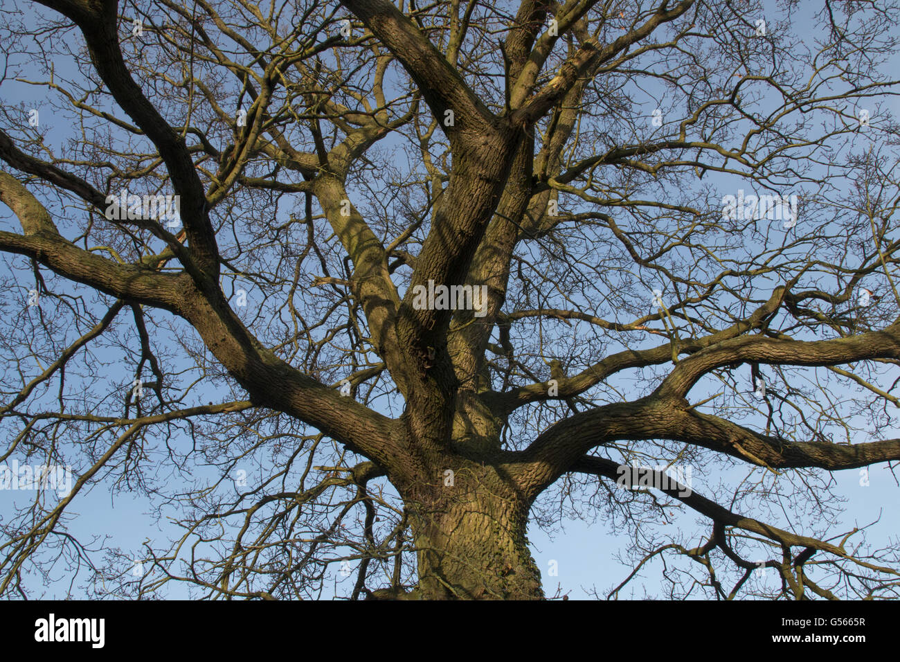 See through branches hi-res stock photography and images - Alamy