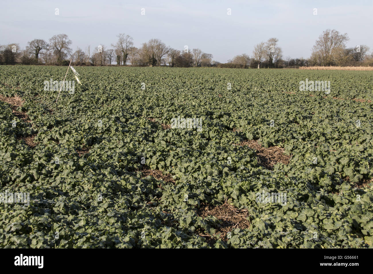 Winter Oilseed Rape, (Brassica napus) crop, and bird scaring flag Stock ...