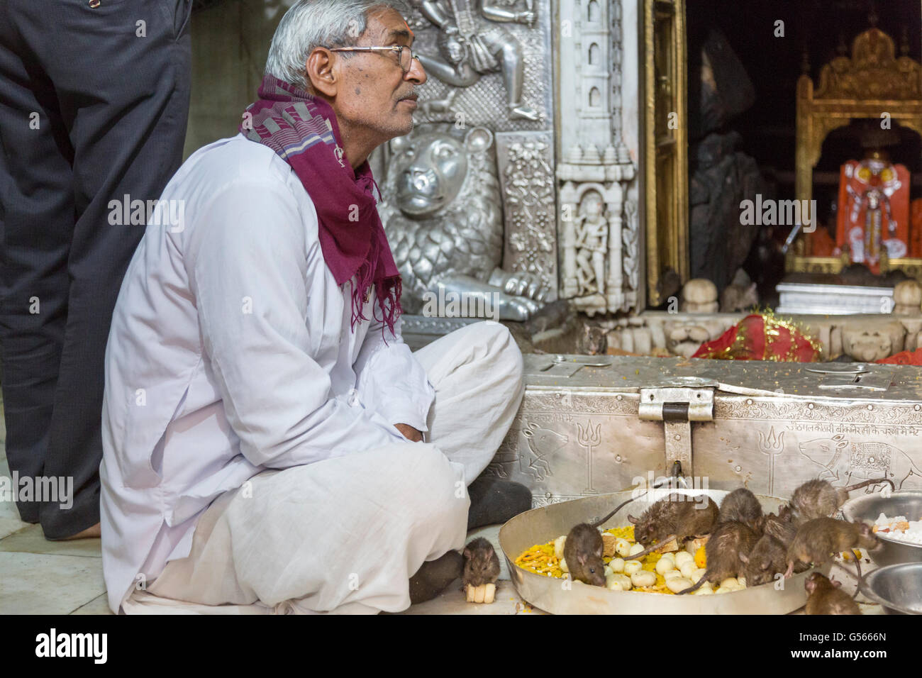 Tample of Rats, Karni Mata Temple, Hindu Temple, Deshnoke, Rajasthan ...