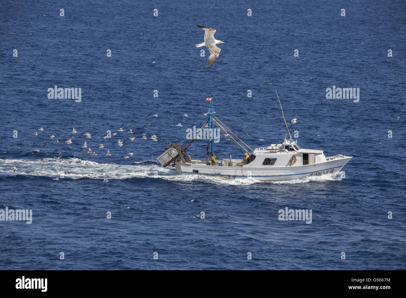 Gulls, mainly Yellow Legged, following fish trawler off the coast of ...