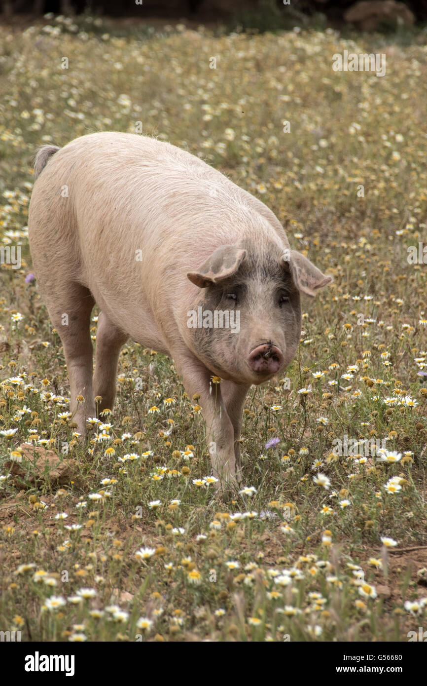 Ariany Domestic pig Mallorca, Balearic Islands, Spain Stock Photo - Alamy