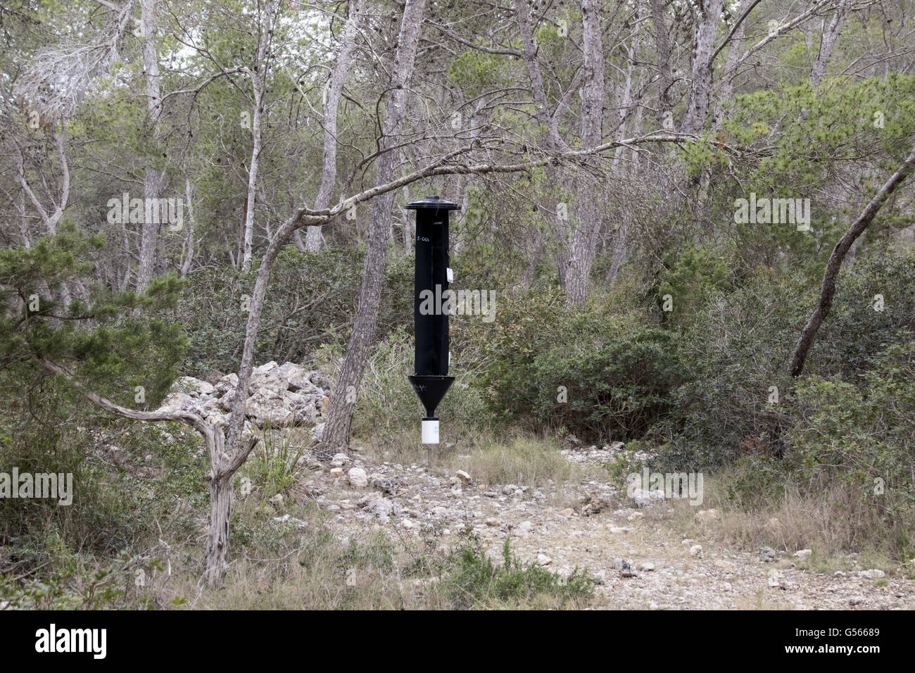 A forest insect Crosstrap used to catch wood boring Monochamus beetles ...