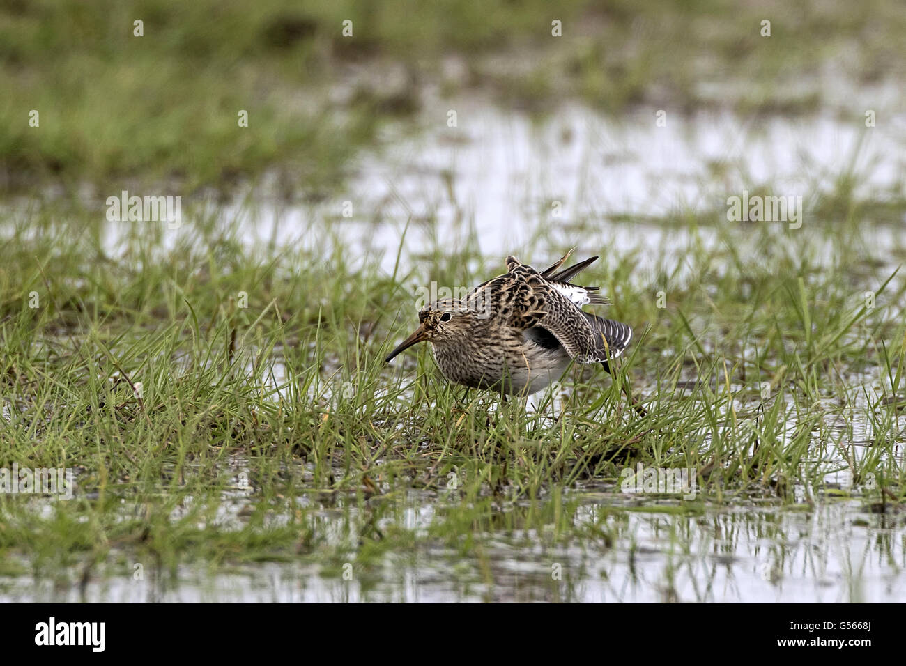 Female pectoral hi-res stock photography and images - Alamy