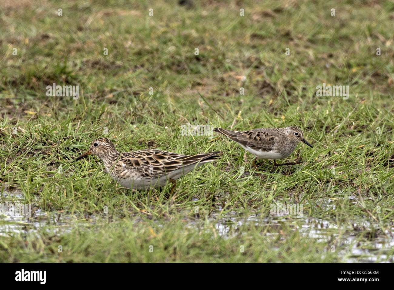 Pectoral Sandpiper female (left) with Temminck's Stint. Spring North ...