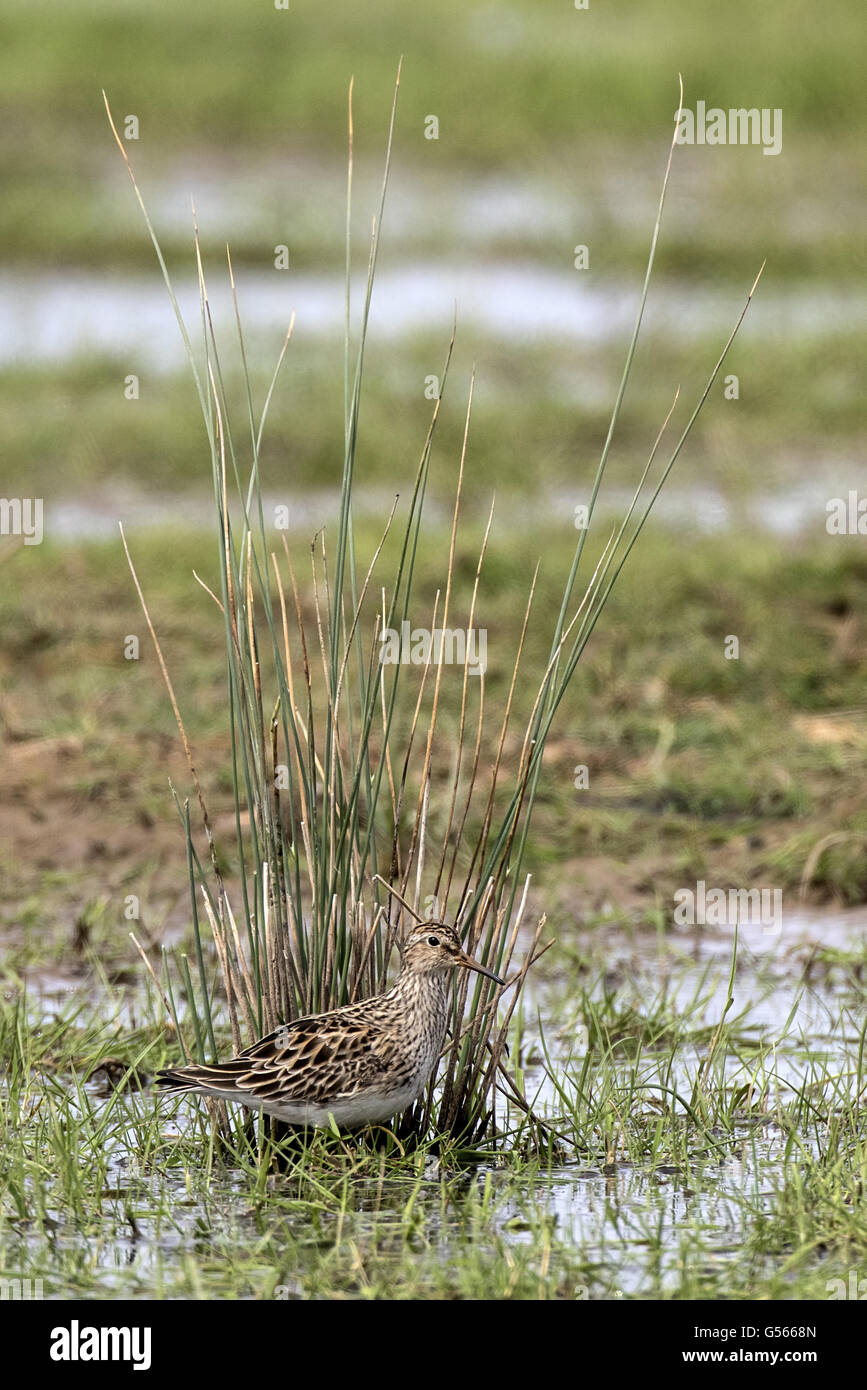 Female pectoral hi-res stock photography and images - Alamy