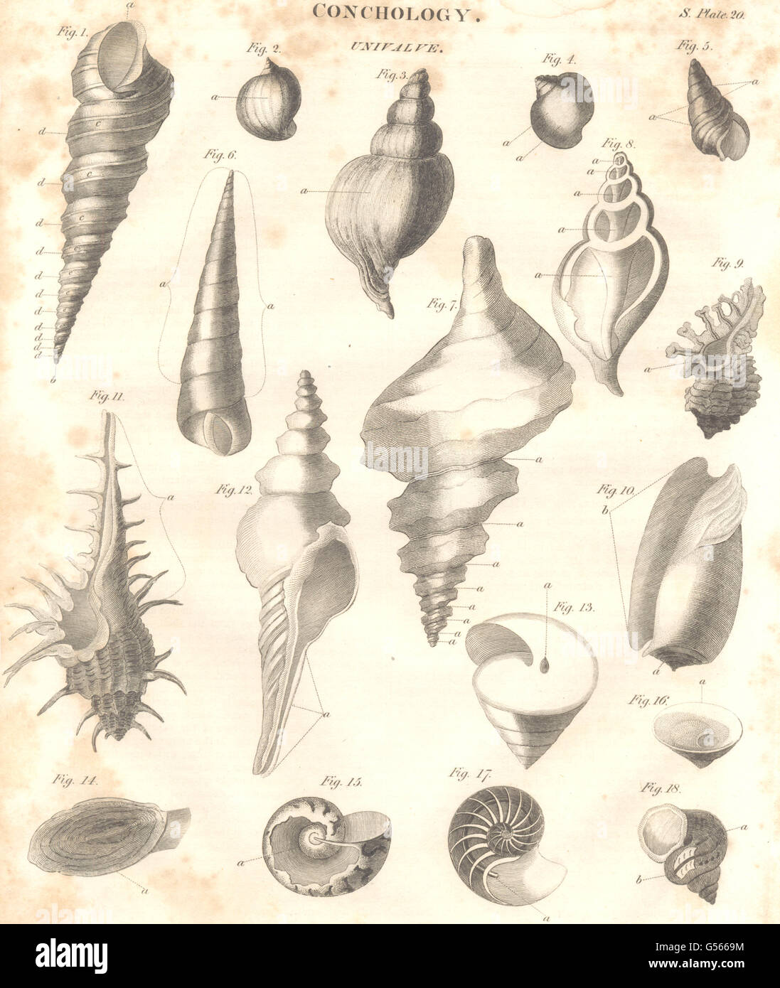 Conchology hi-res stock photography and images - Alamy