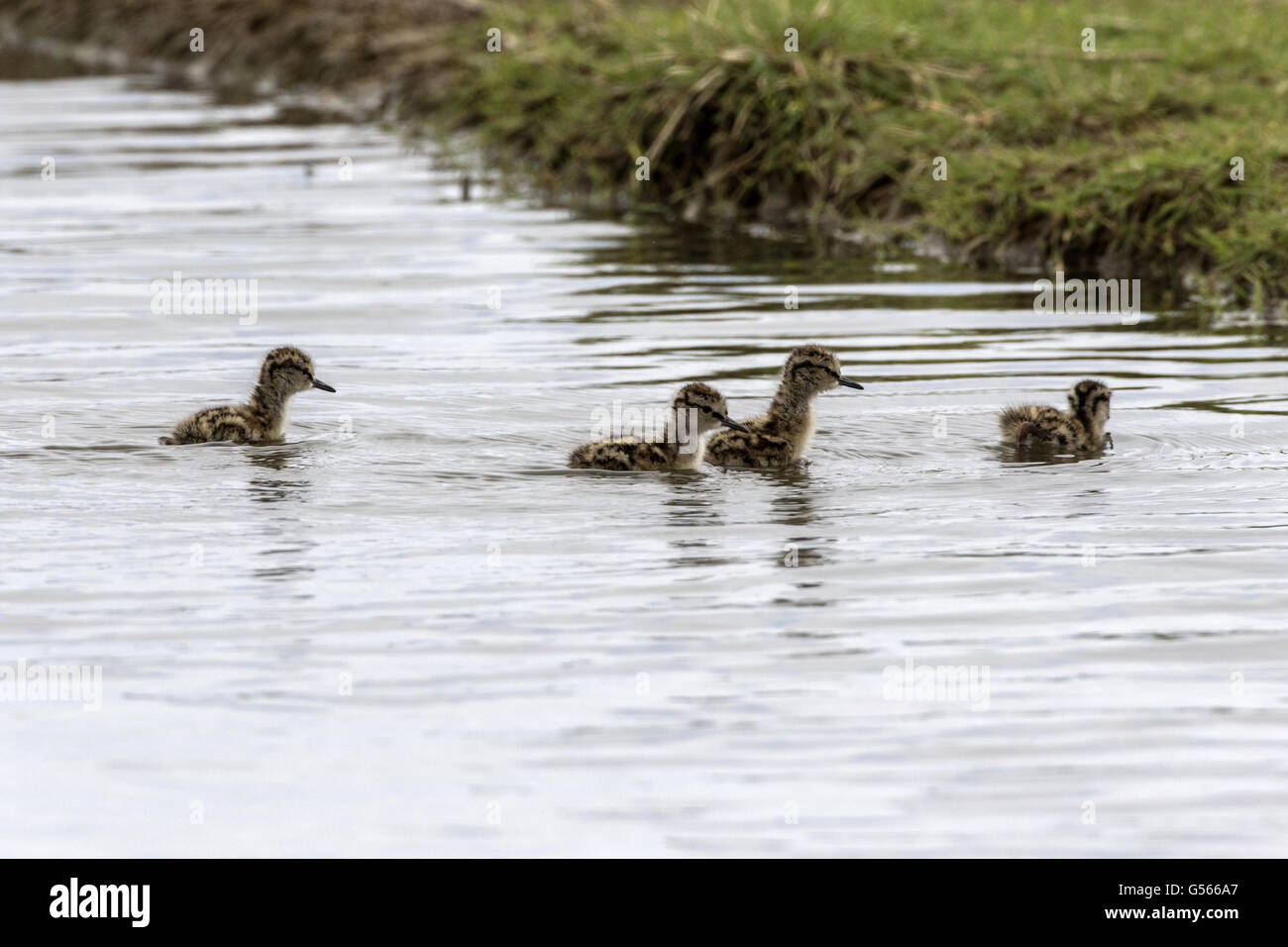 Four Common Redshank chicks swimming at Deepdale Marsh Norfolk Stock ...