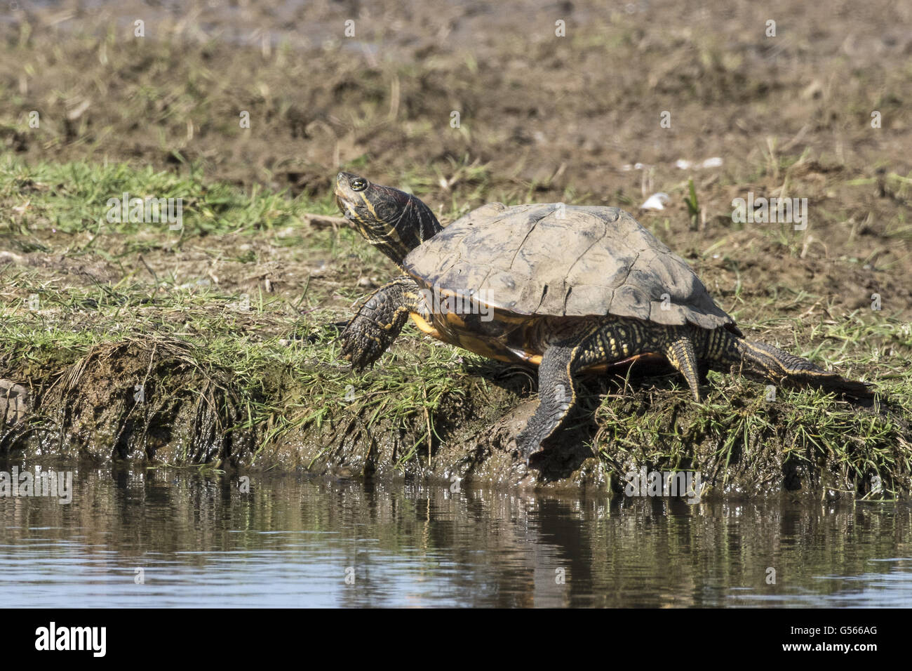 Adult Red Eared Slider High Resolution Stock Photography and Images - Alamy