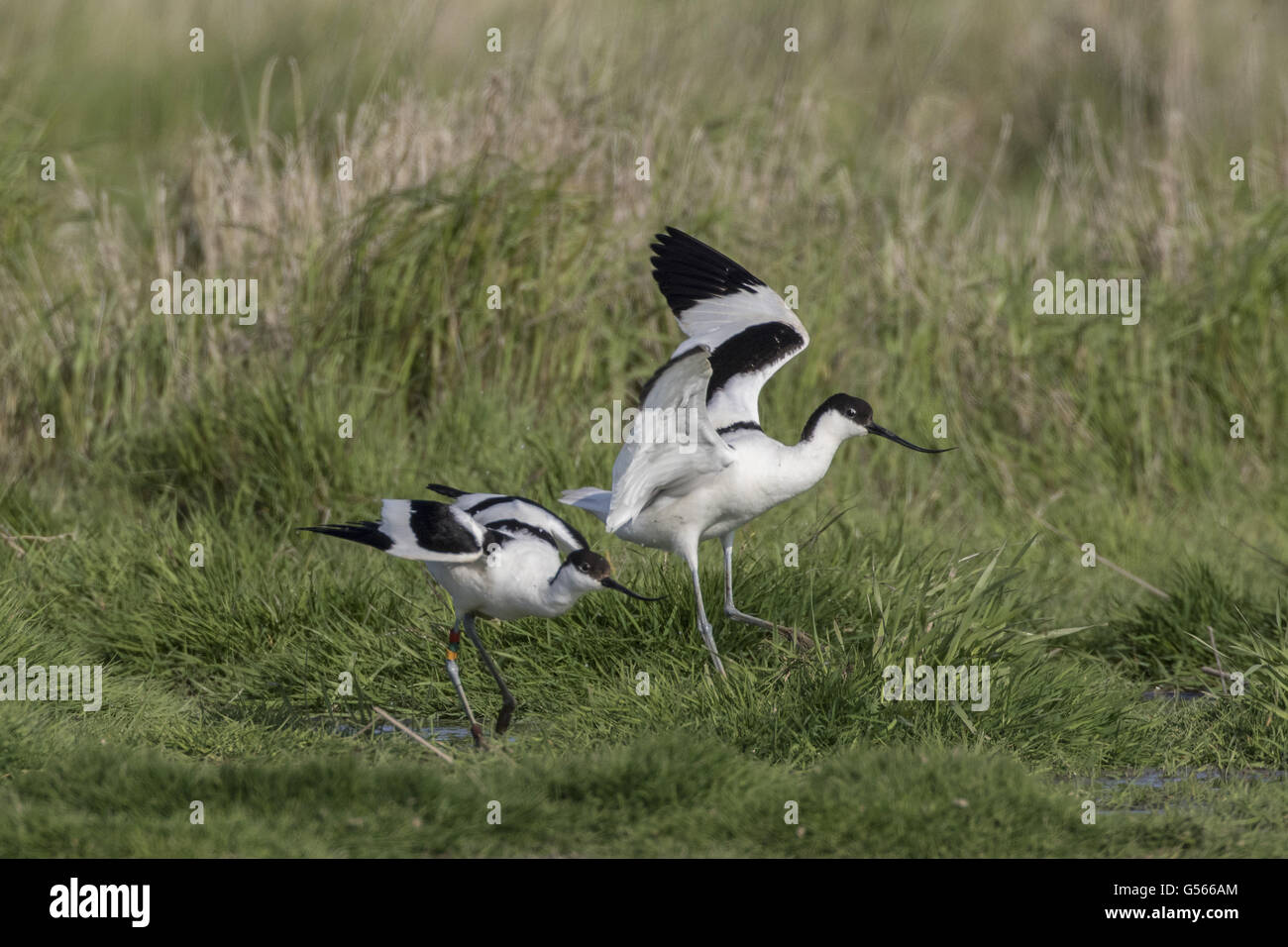 Pied Avocet fighting. note one has colour rings, Deepdale Marsh ...