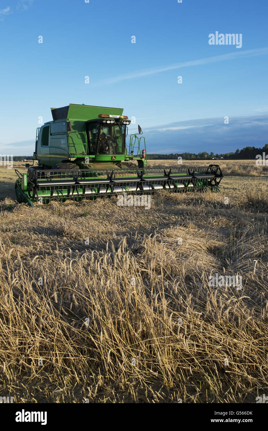 Rye (Secale cereale) lodged crop, with John Deere combine harvester ...